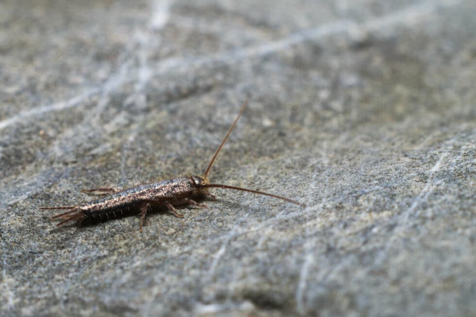 Silverfish in My Bathroom: What Attracts Them and How to Get Rid of ...