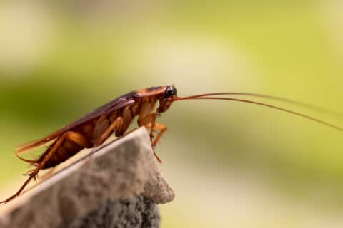 German Cockroaches - Identification and Prevention – Aptive Pest Control