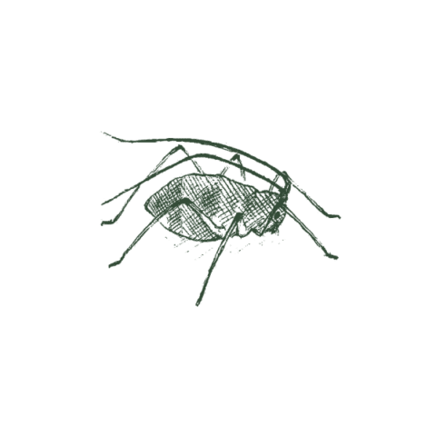 Identify and Get Rid of Aphids | Aptive Pest Control