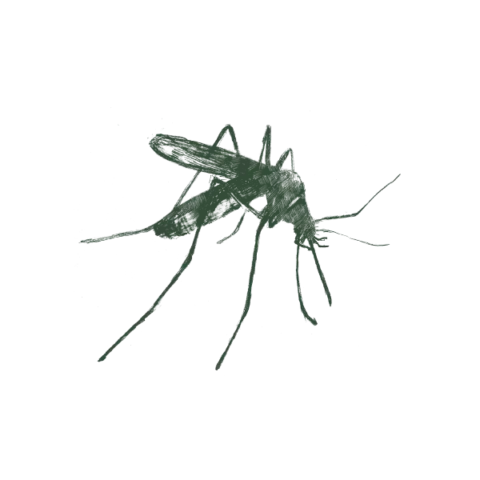 Identify and Get Rid of Mosquitoes | Aptive Pest Control