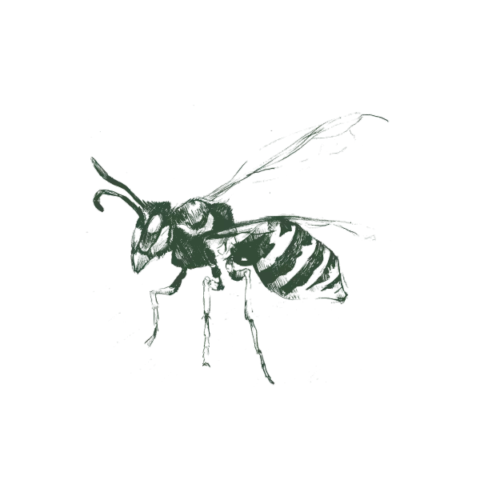 Paper Wasps – Aptive Pest Control