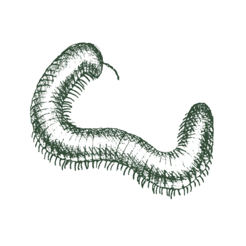 Identify and Get Rid of Millipedes | Aptive Pest Control
