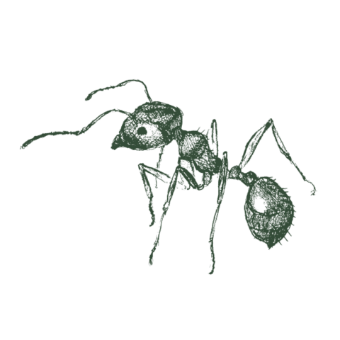 Pavement Ants – Aptive Pest Control