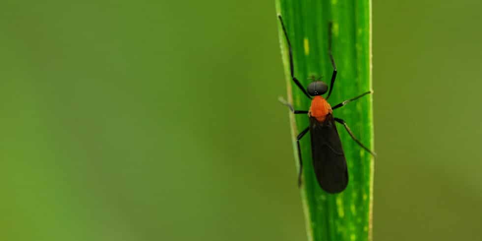 Lovebugs: Facts, Identification, and How to Treat Them – Aptive Pest ...