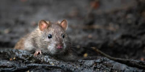 Can Rats Climb Walls? How to Seal Your Home to Prevent Entry – Aptive ...