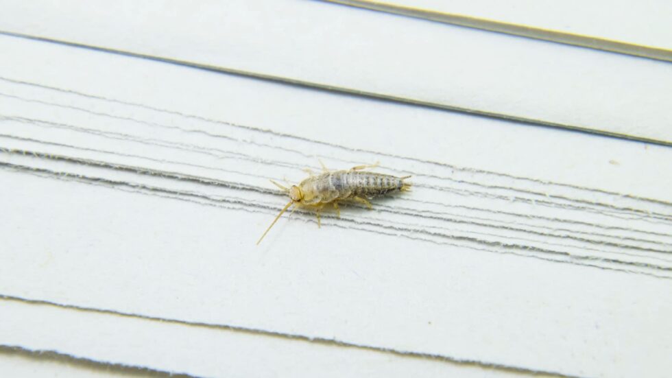 Silverfish in My Bathroom: What Attracts Them and How to Get Rid of ...