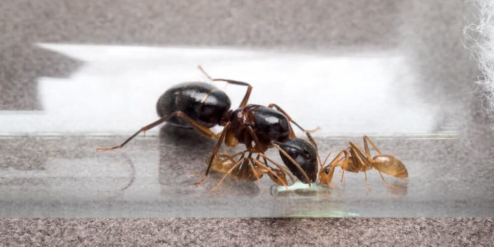 A Guide to Common Types of Ants: Identification, Behavior, and Risks ...