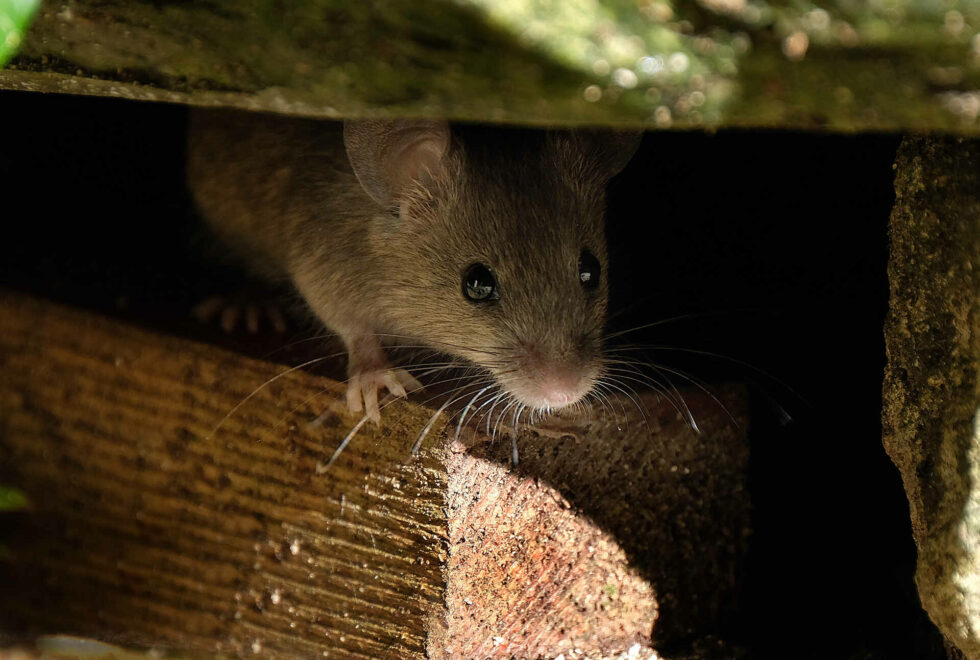 Ultimate Guide: How to Identify Mouse Poop in Your Home – Aptive Pest ...