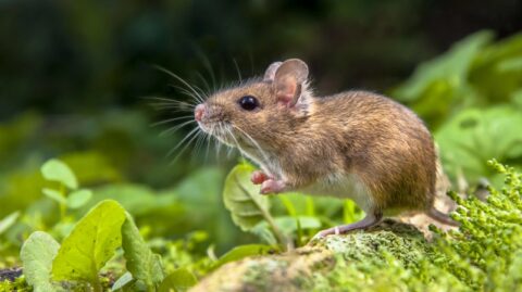 Ultimate Guide: How to Identify Mouse Poop in Your Home – Aptive Pest ...