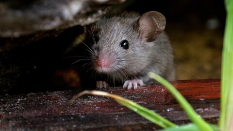 Ultimate Guide: How to Identify Mouse Poop in Your Home – Aptive Pest ...
