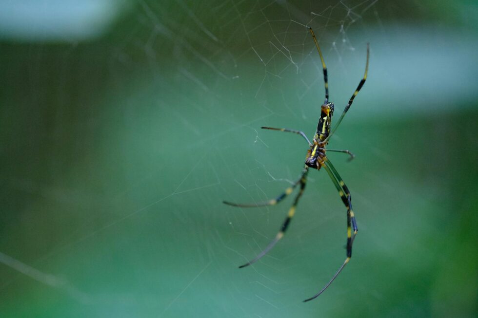 What are Joro Spiders and how to Identify them – Aptive Pest Control