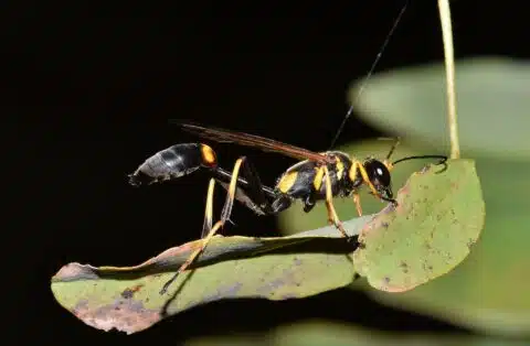 Top 5 Most Common Wasps: What Homeowners Should Know – Aptive Pest Control