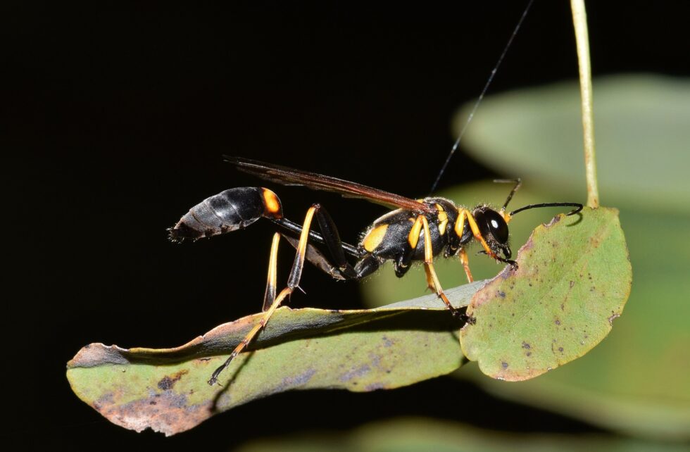 Top 5 Most Common Wasps: What Homeowners Should Know – Aptive Pest Control