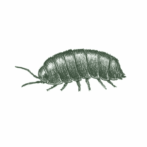 Pill Bugs – Aptive Pest Control