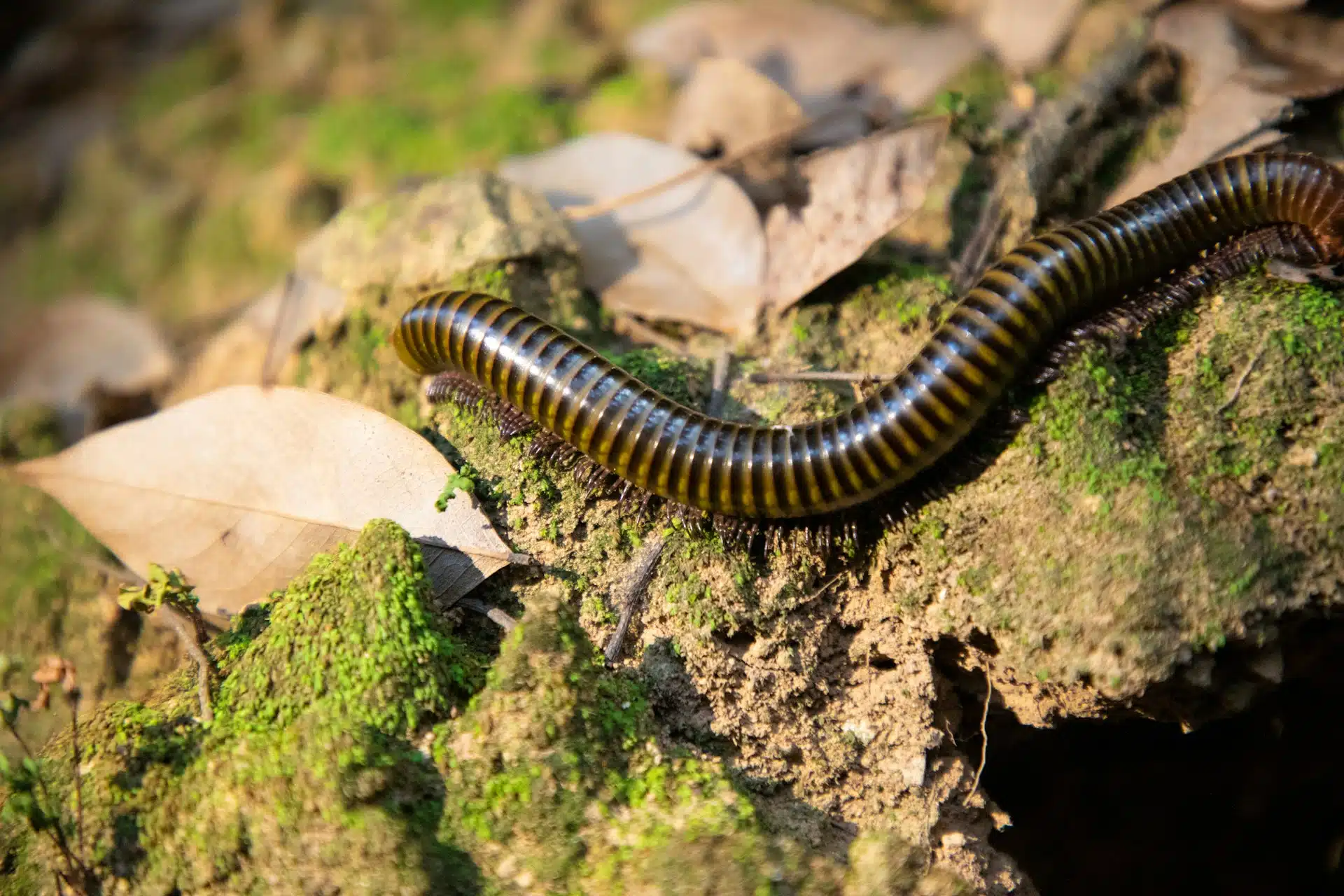 The Homeowner’s Guide to Millipedes: What You Need to Know – Aptive Pest Control
