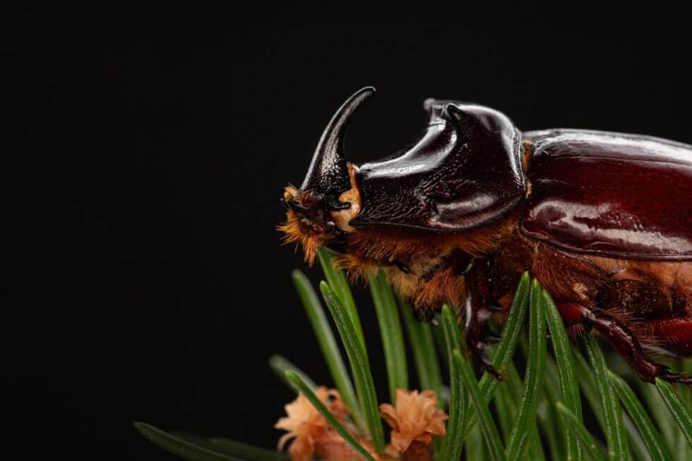 Understanding the Life Cycle of Boxelder Bugs and How to Break It ...