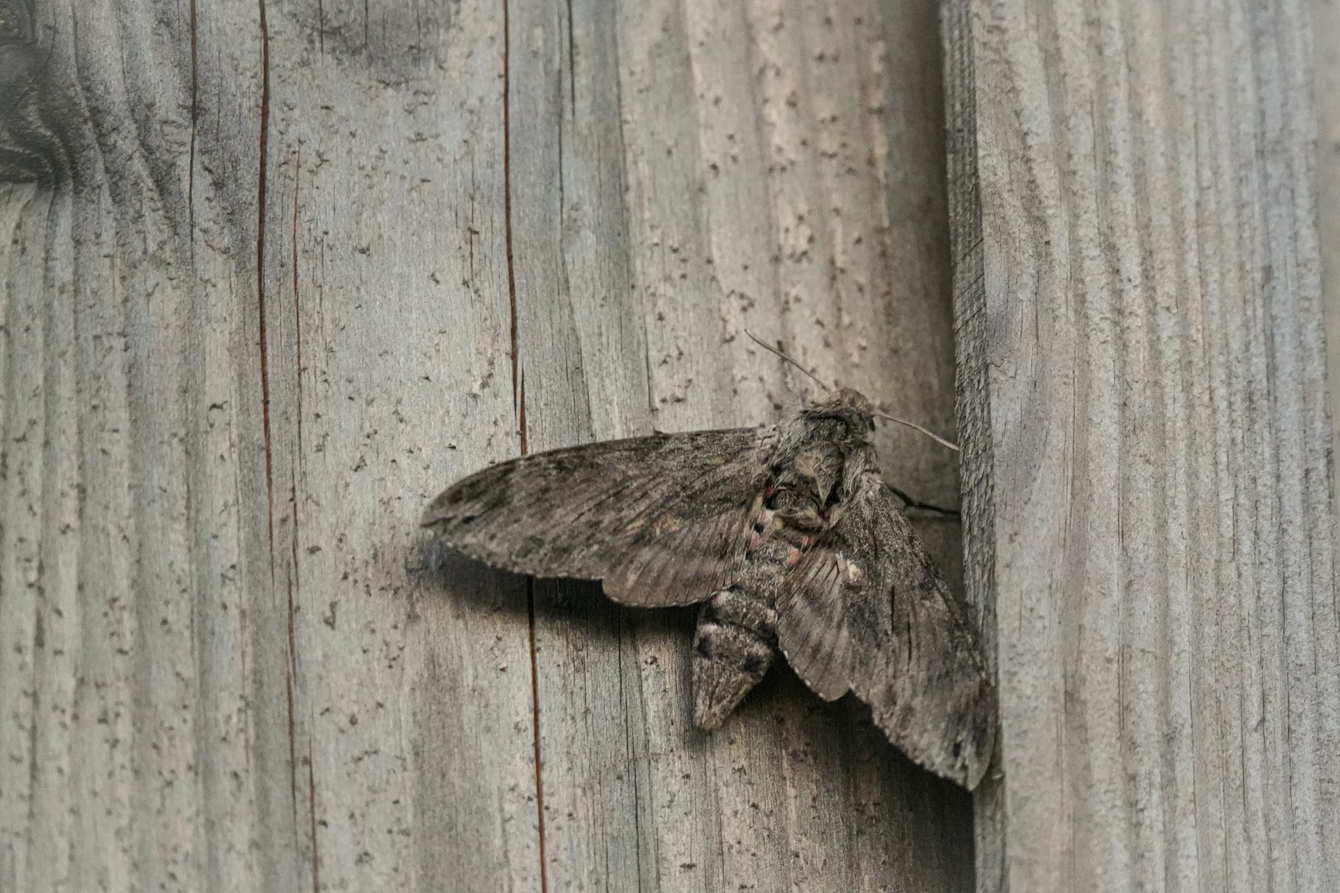 How Moths Use Camouflage to Evade Predators – Aptive Pest Control