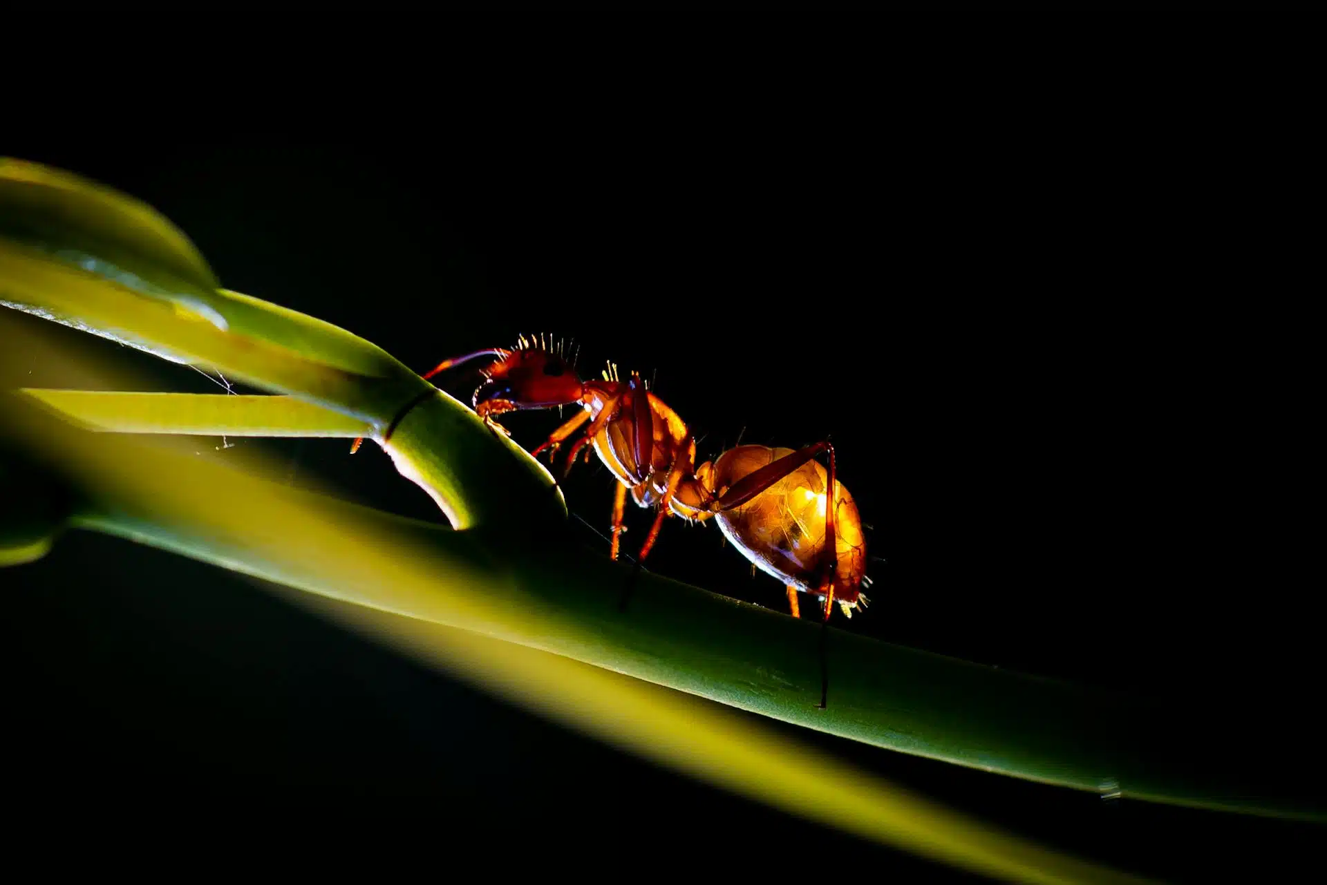 Which Ants Have Stingers and How Do They Work? – Aptive Pest Control